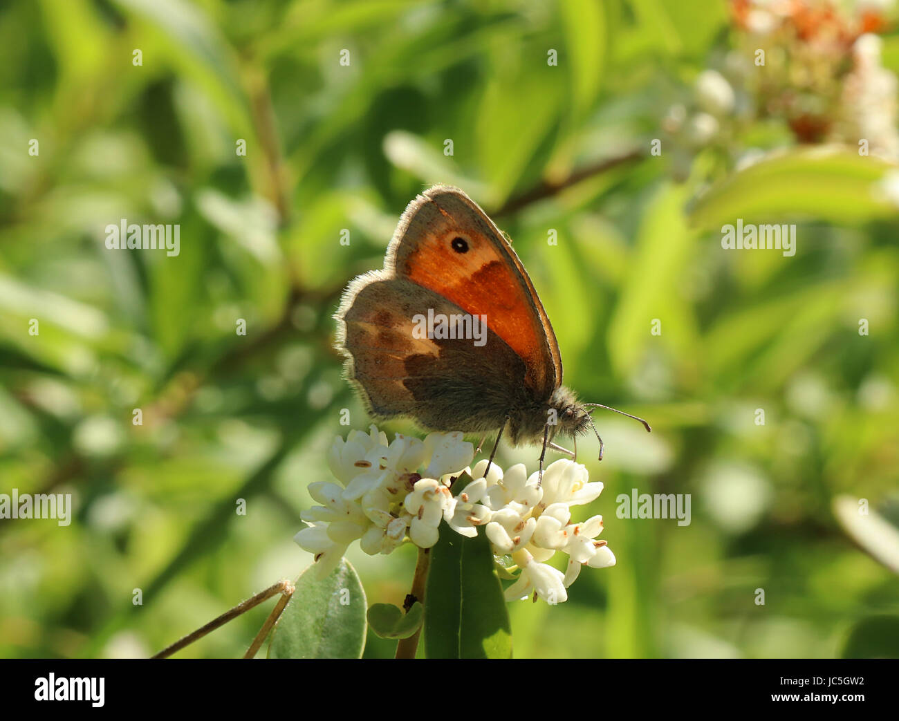 Meadow Brown Butterfly - Maniola jurtina Stock Photo - Alamy
