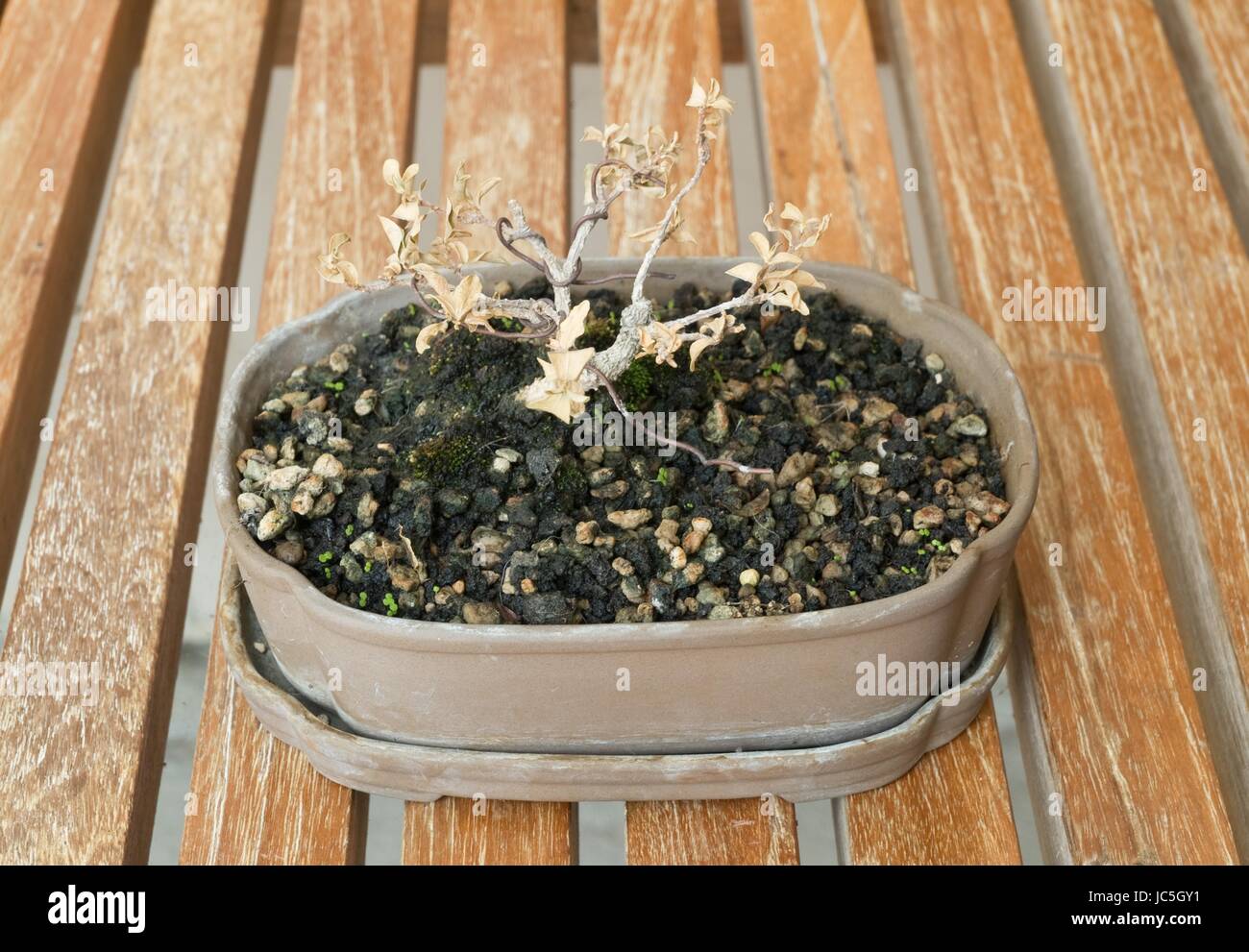 Dead bonsai hi-res stock photography and images - Alamy