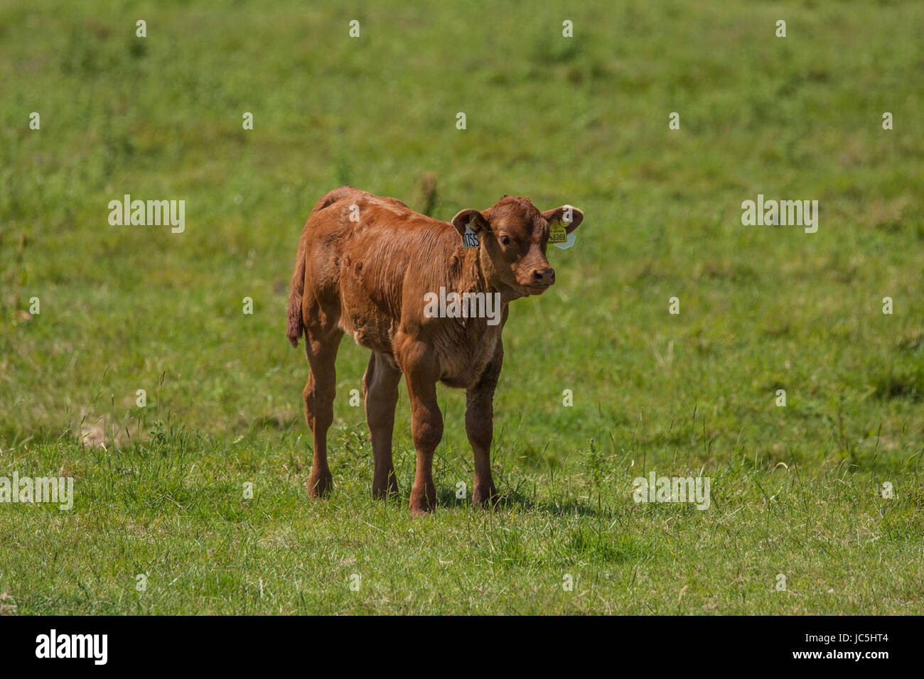 Brown calf in field hi-res stock photography and images - Alamy