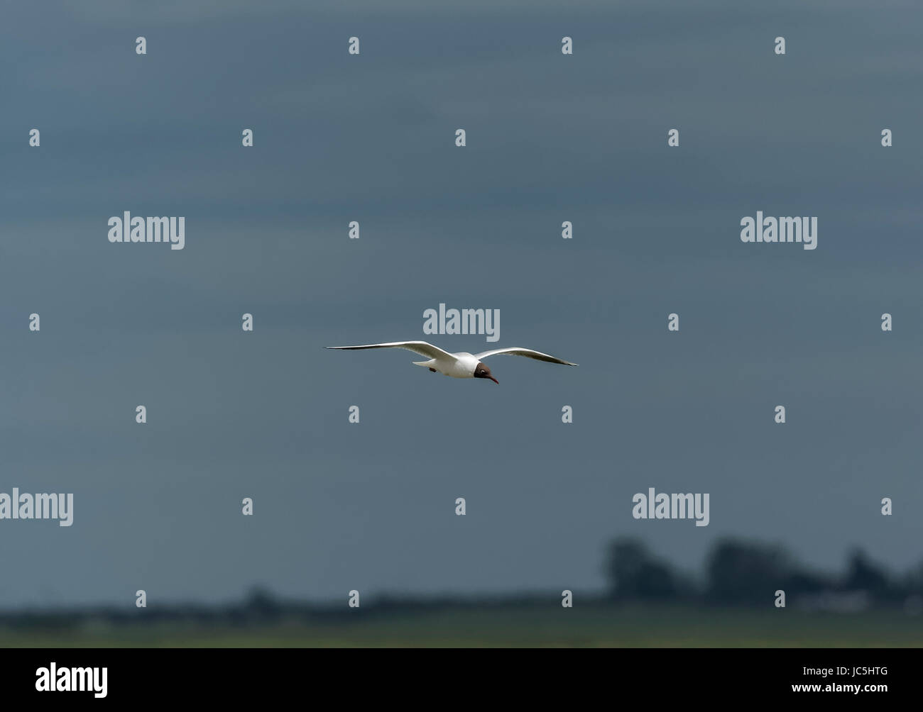 black headed gull bird in sky landing Stock Photo - Alamy