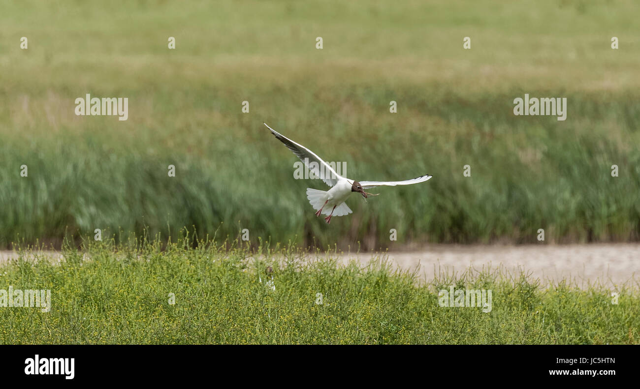 Black Headed Gull in Flight Stock Photo - Alamy