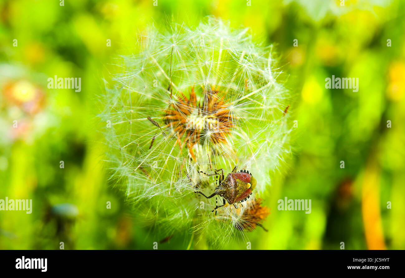 Plants: Dandelion blossom and seeds with hemiptera and bee Stock Photo ...