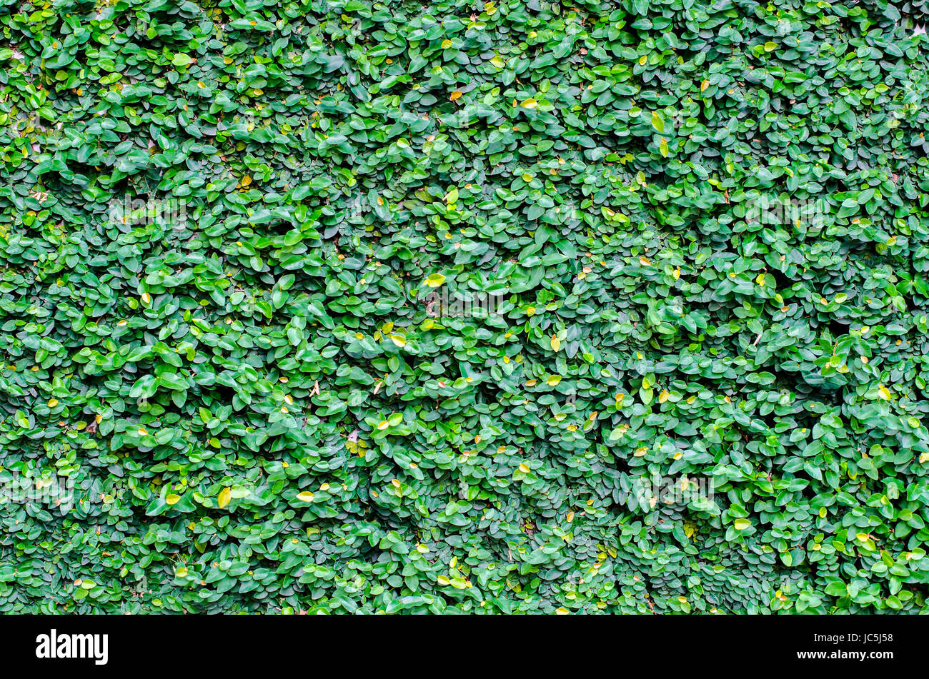 Green leaves wall background texture Stock Photo - Alamy
