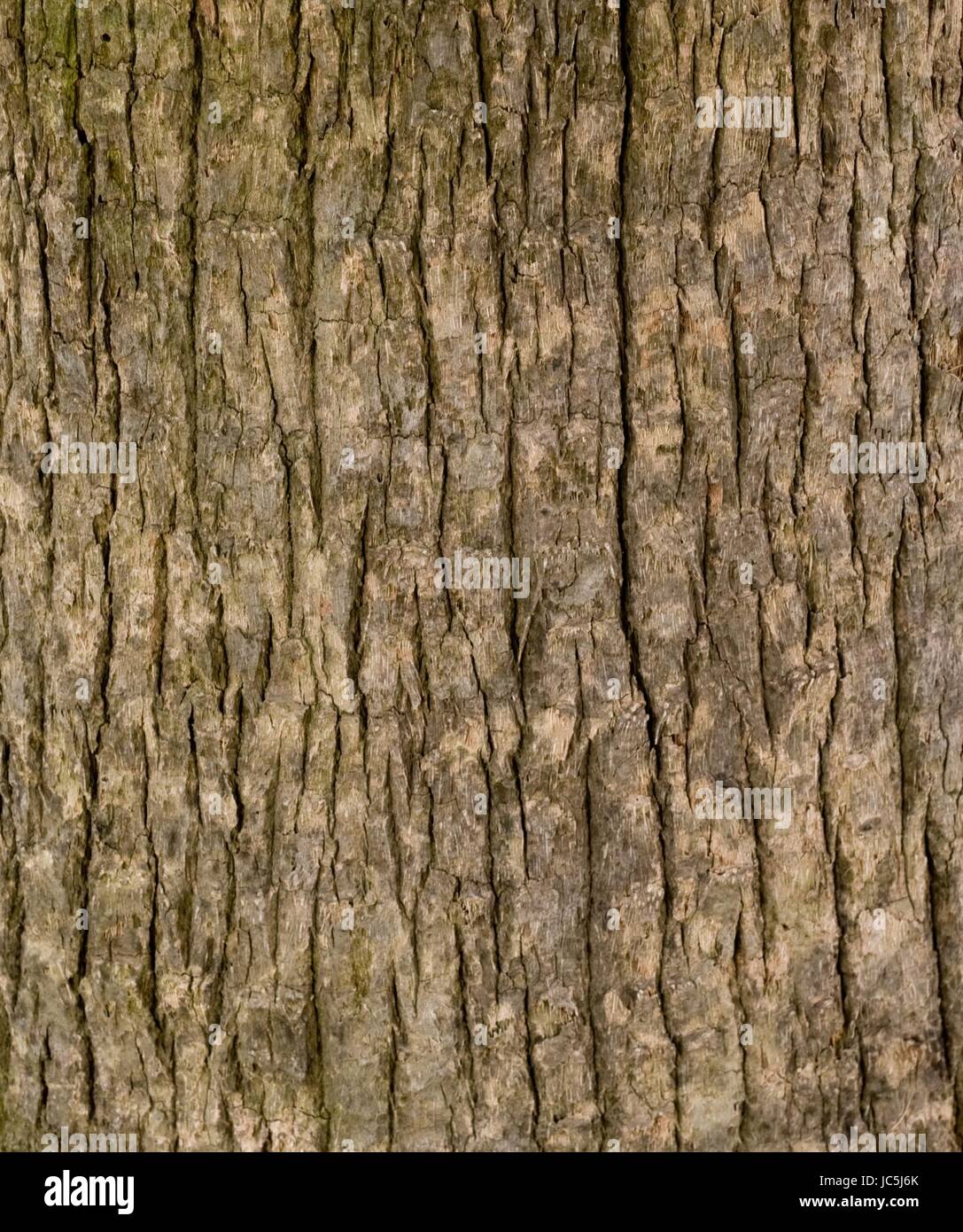 Background Pattern, Brown Color of Vertical Tree Bark Texture with Copy ...
