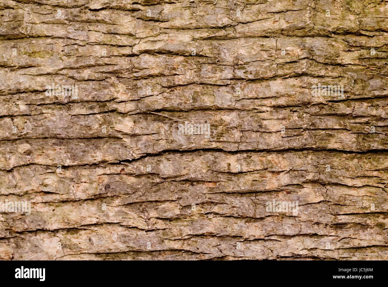 Background Pattern, Brown Color of Horizontal Tree Bark Texture with ...