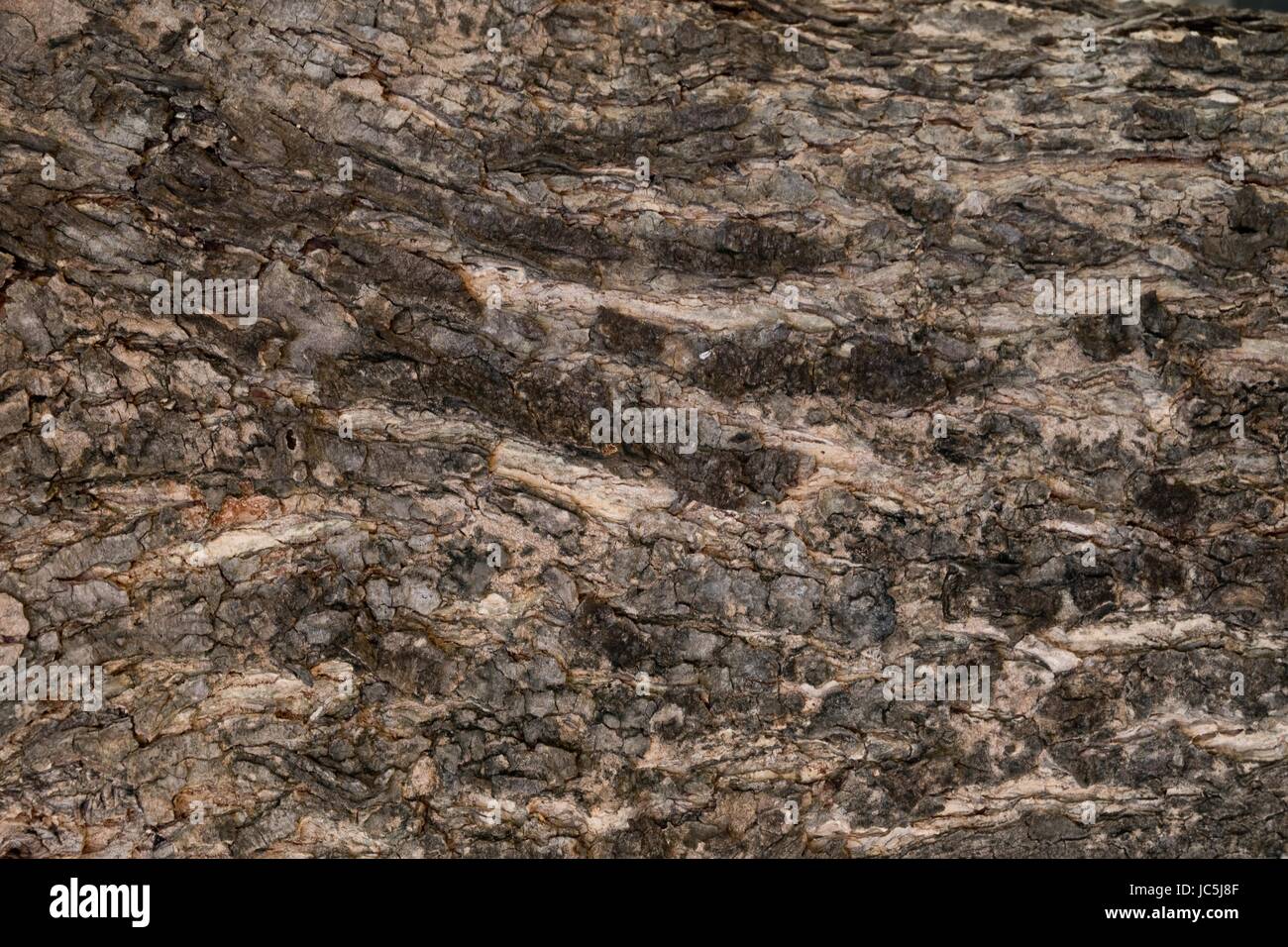 Tree Bark Frame Border Copy High Resolution Stock Photography and ...