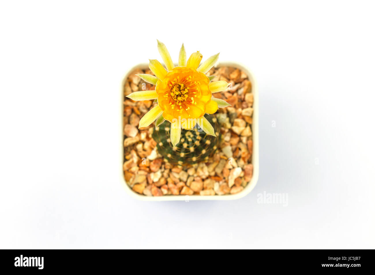 Cactus desert close up Cut Out Stock Images & Pictures - Alamy