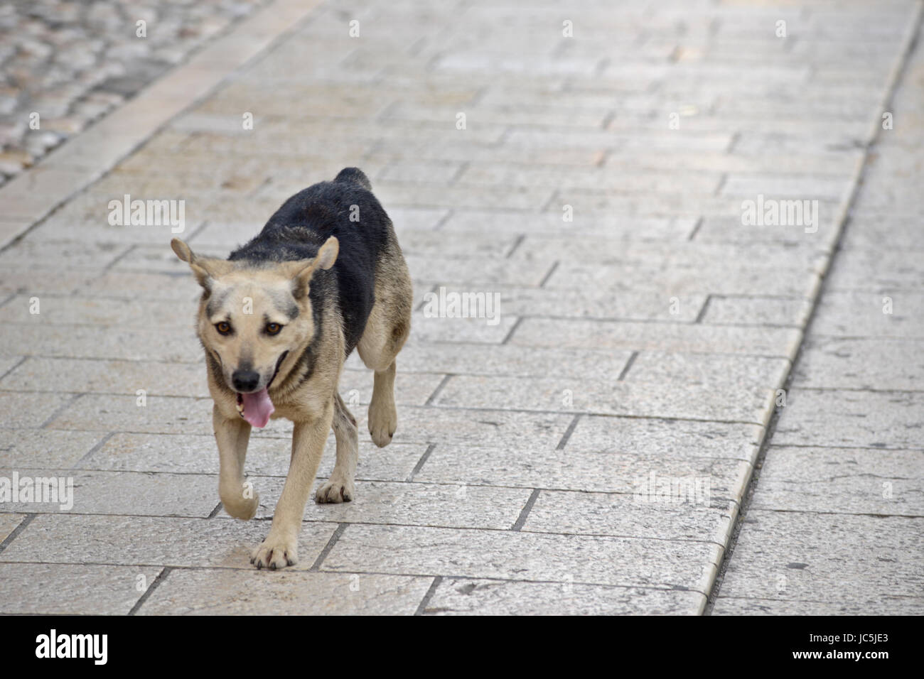 Stray dog hi-res stock photography and images - Alamy