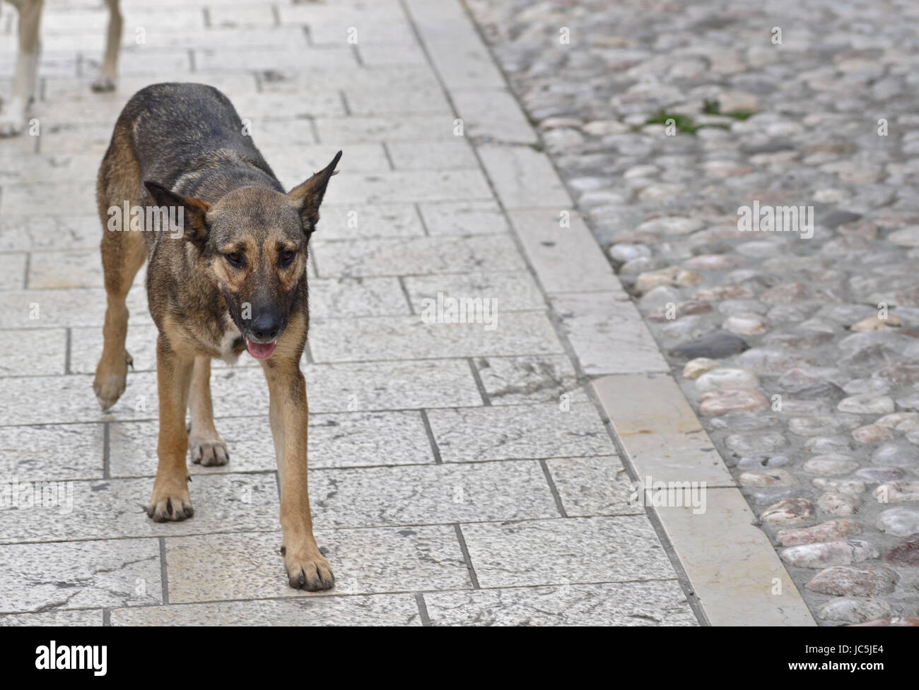 Stray Dog Stock Photos & Stray Dog Stock Images - Alamy