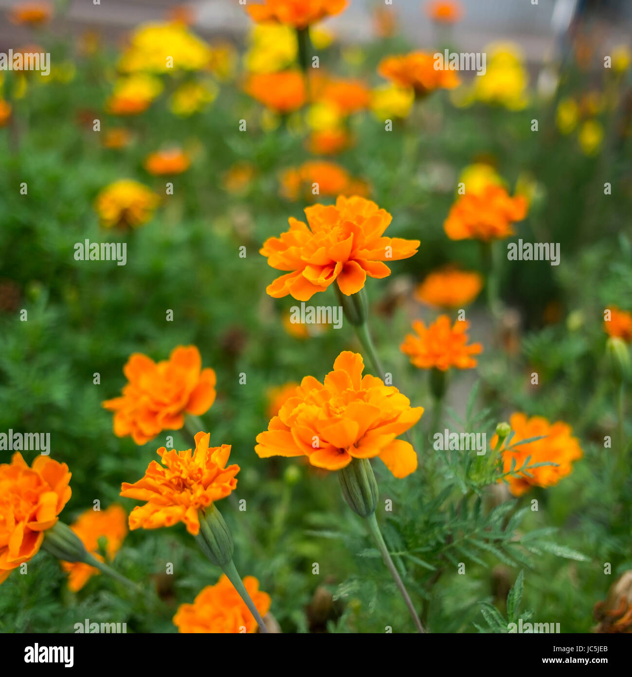 Golden cosmos flowers filed Stock Photo - Alamy