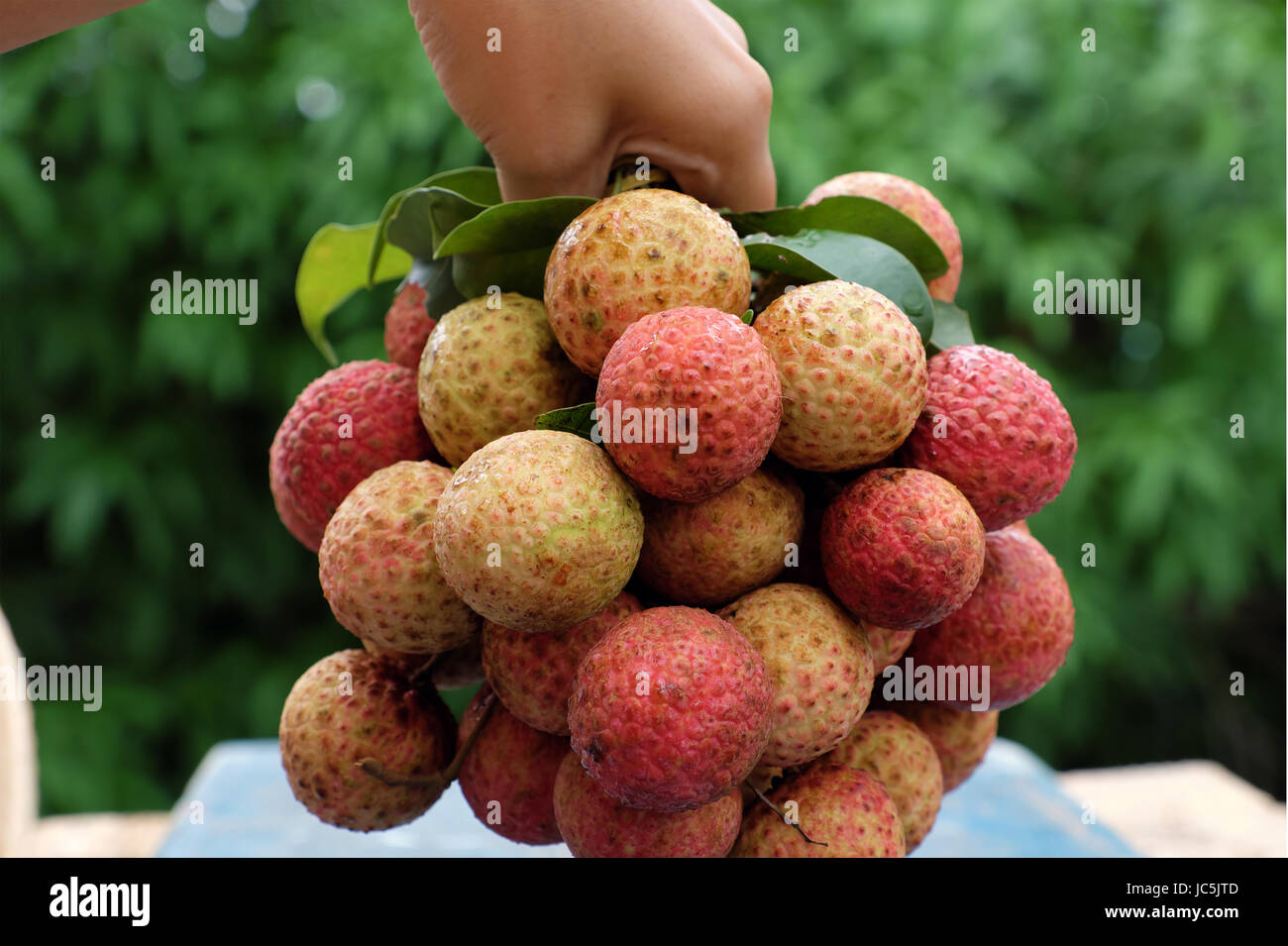 Woman hand hold bunch of litchi fruit or lychee fruits, a tropical ...