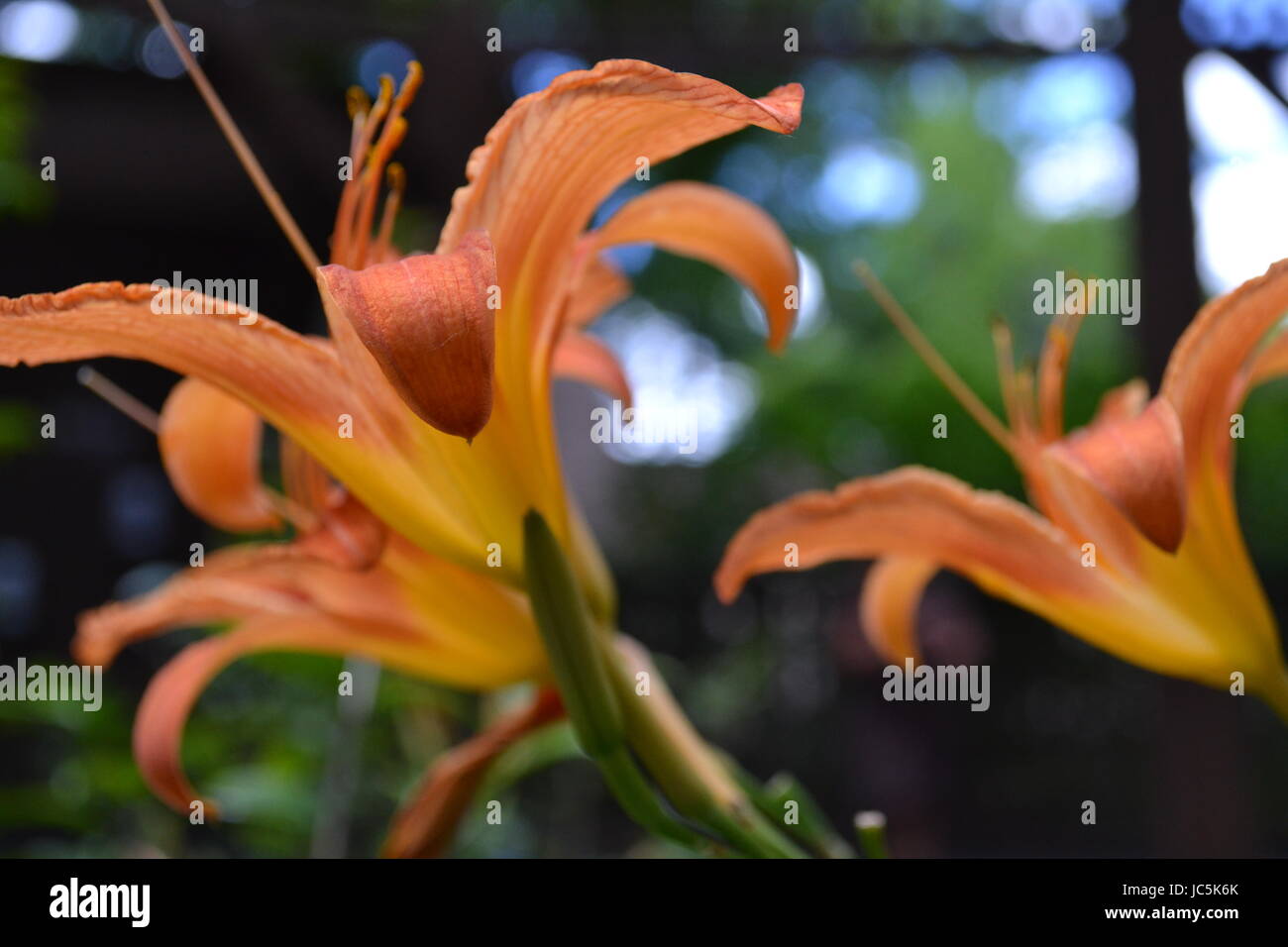 Asiatic lily lilies hi-res stock photography and images - Alamy