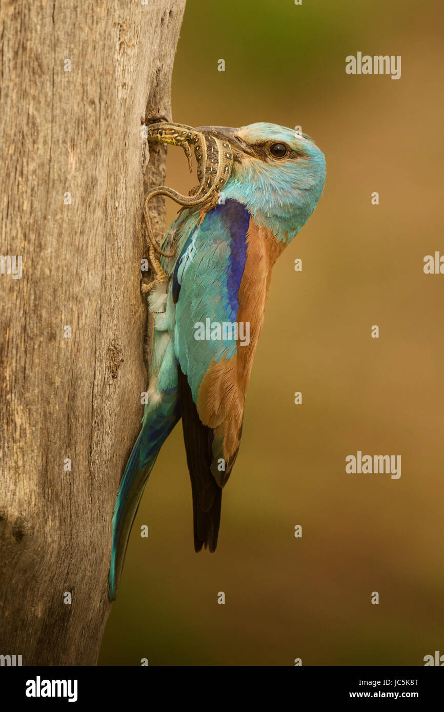 European Roller - Coracias garrulus Stock Photo - Alamy