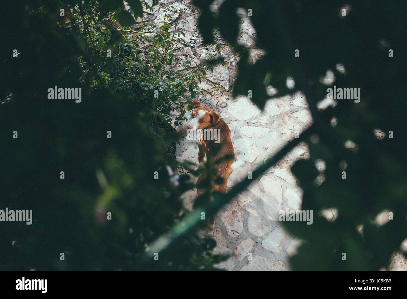 Dog from above Stock Photo - Alamy