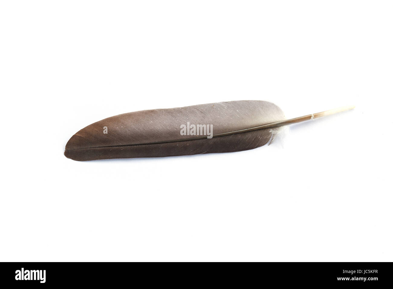 close up Bird feather texture on white background Stock Photo - Alamy