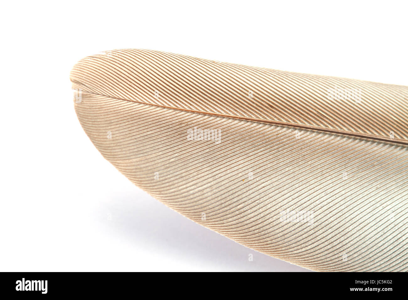 close up Bird feather texture on white background Stock Photo - Alamy