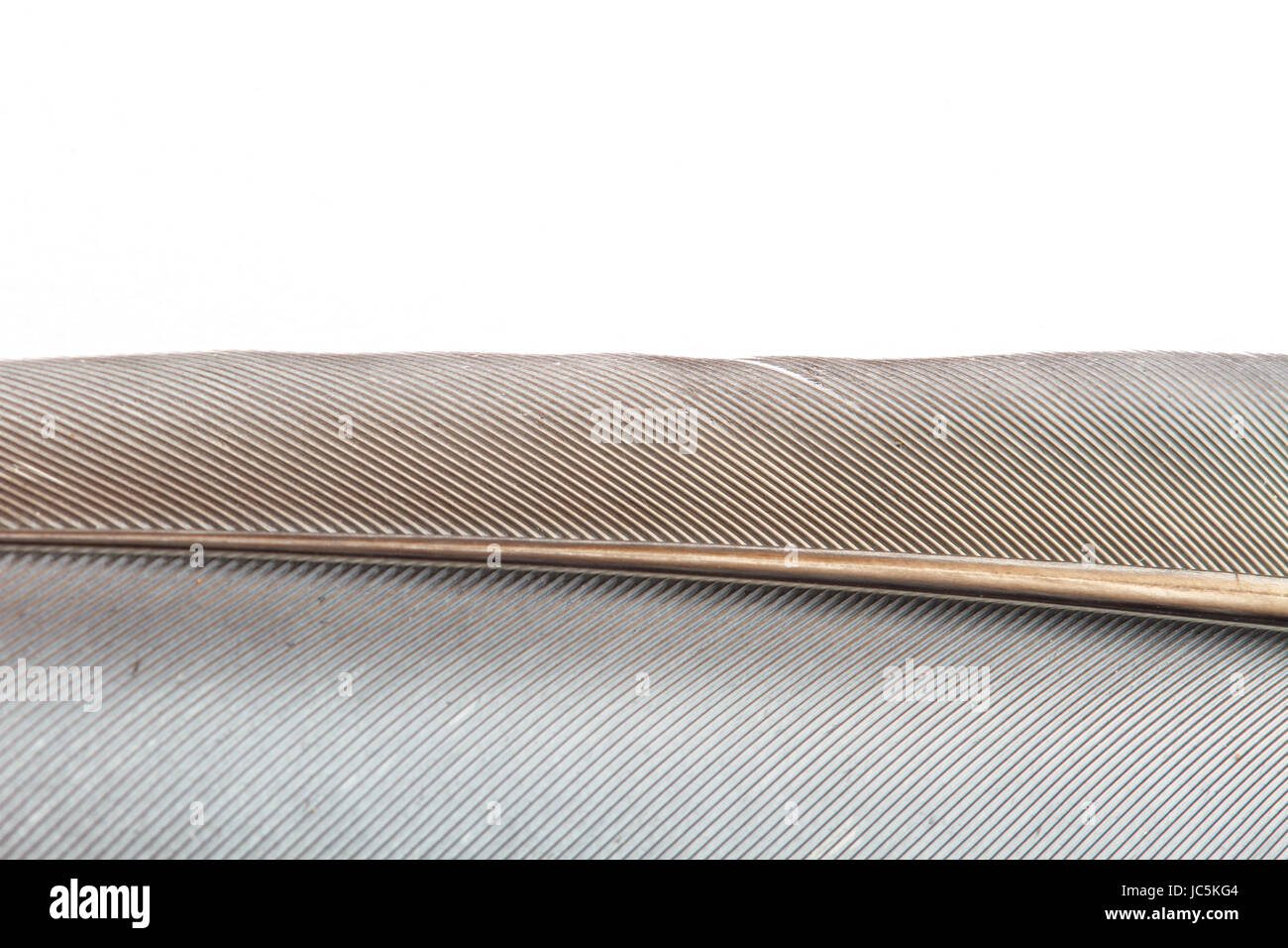 close up Bird feather texture on white background Stock Photo - Alamy