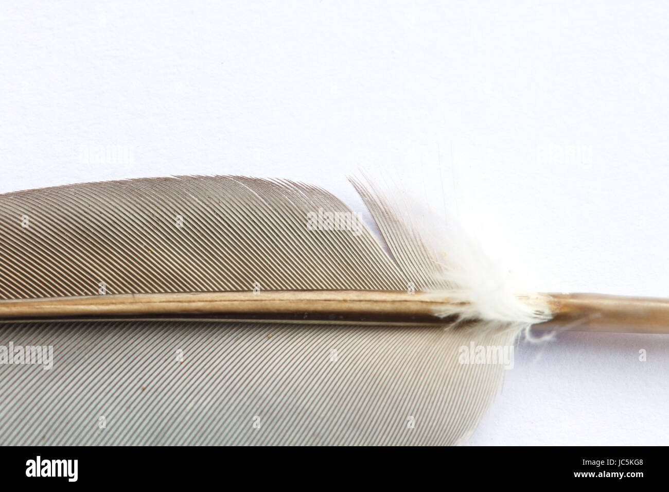 close up Bird feather texture on white background Stock Photo - Alamy