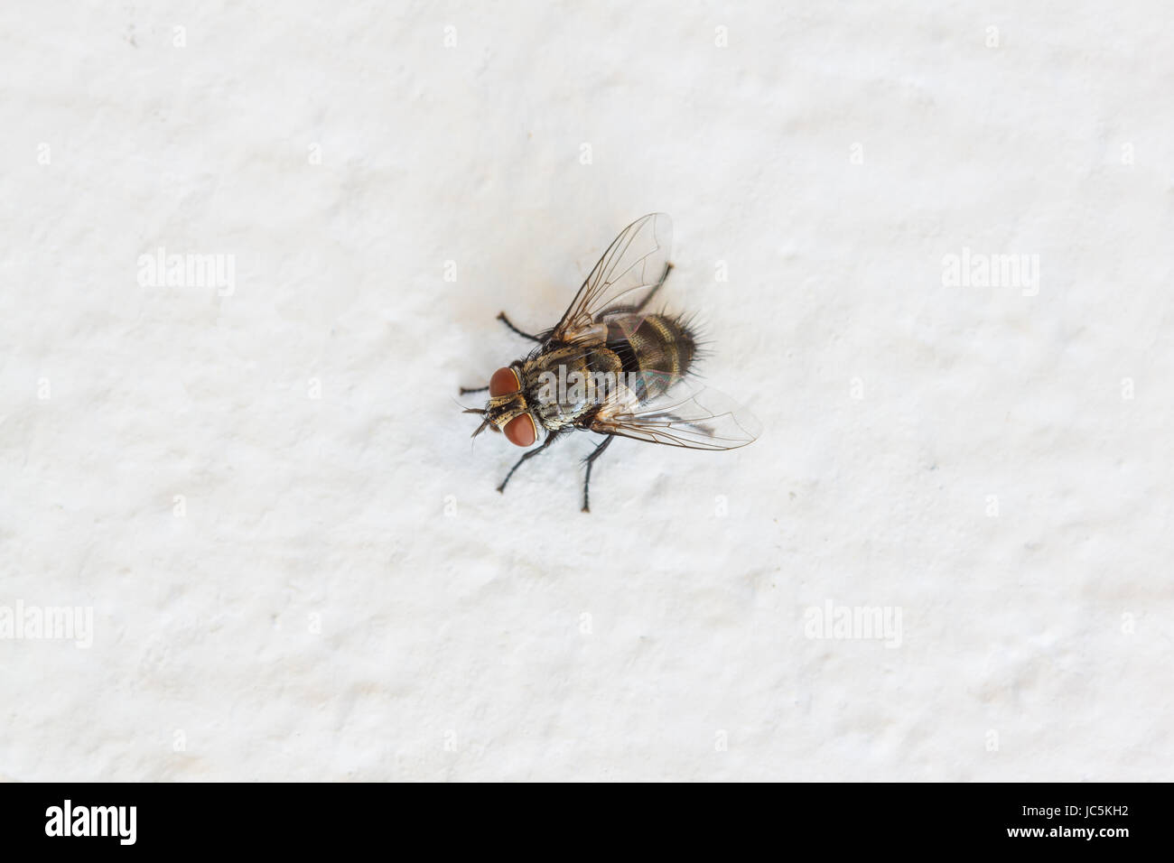 Fly on the wall hi-res stock photography and images - Alamy