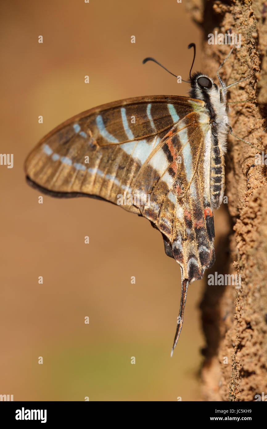 Beautiful Butterfly on tree in tropical forest Stock Photo - Alamy