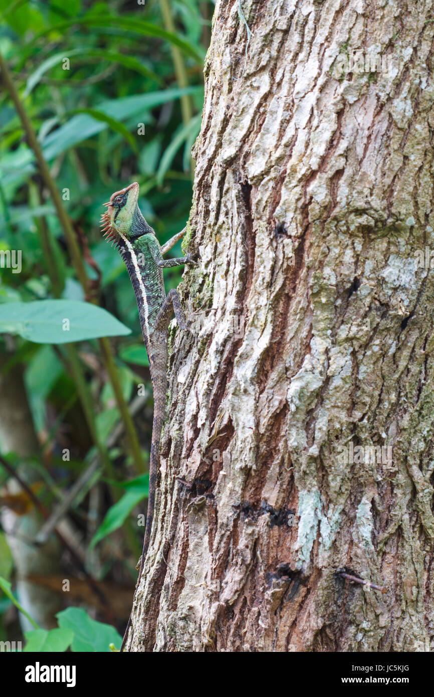 Masked spiny lizard on tree,Masken-Nackenstachler,black face lizard ...