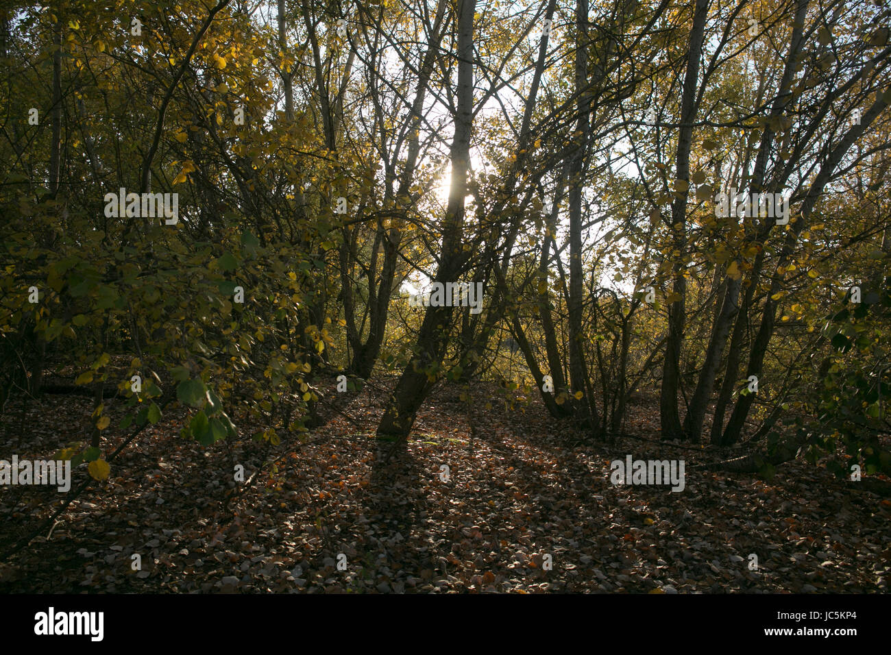 Evening view of tree forest with a path Stock Photo - Alamy