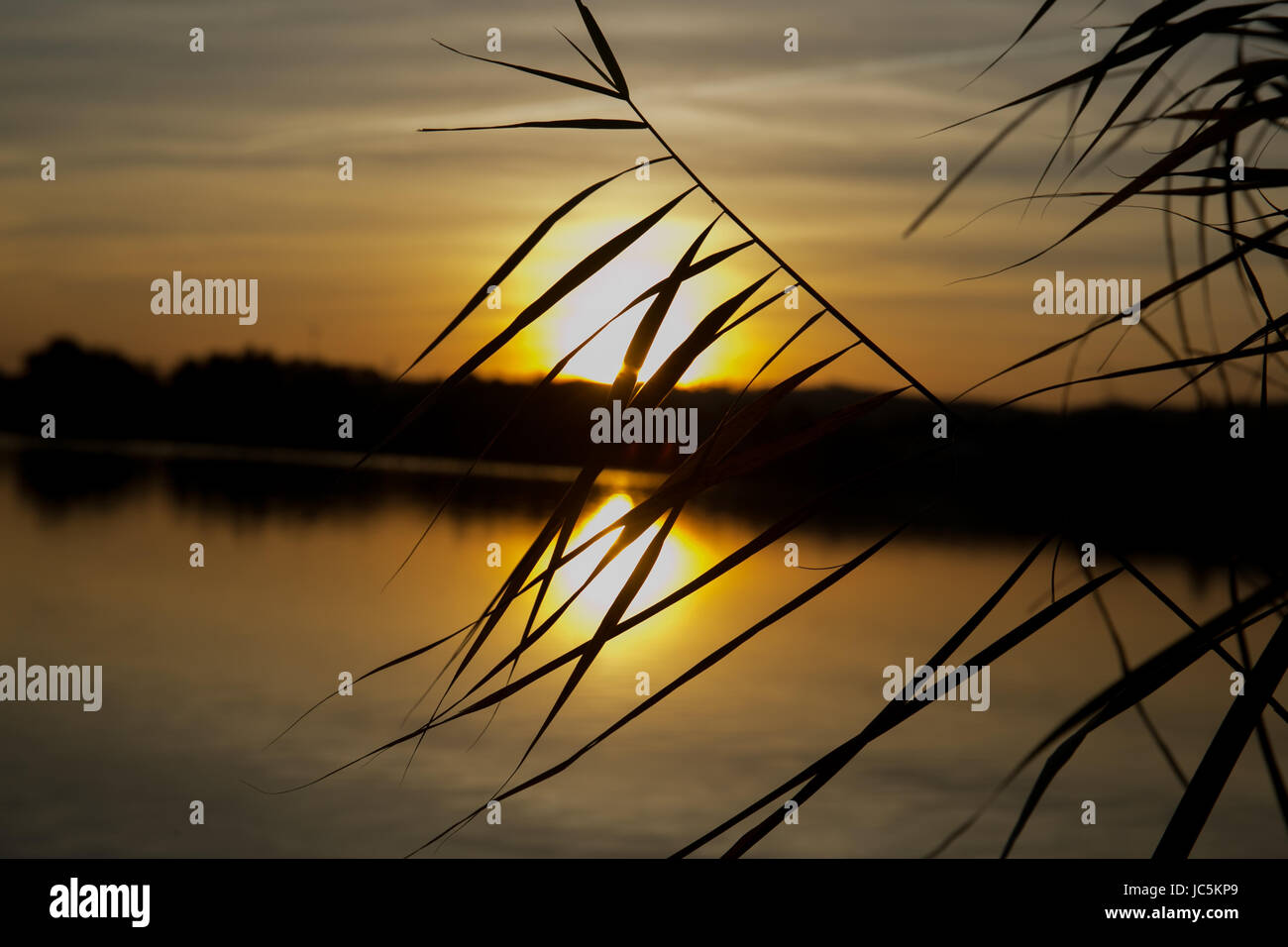 view of sunset with trees and water reflection in a lake Stock Photo ...