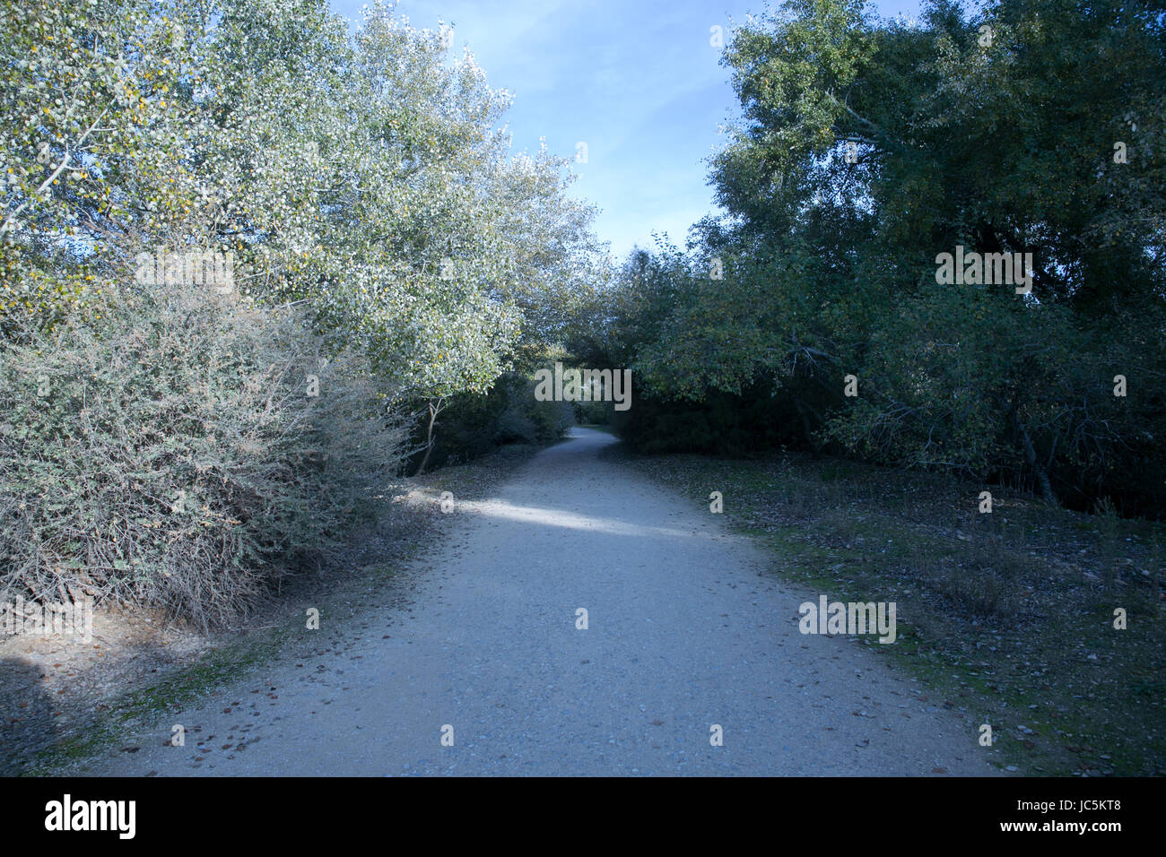 Evening view of tree forest with a path Stock Photo - Alamy