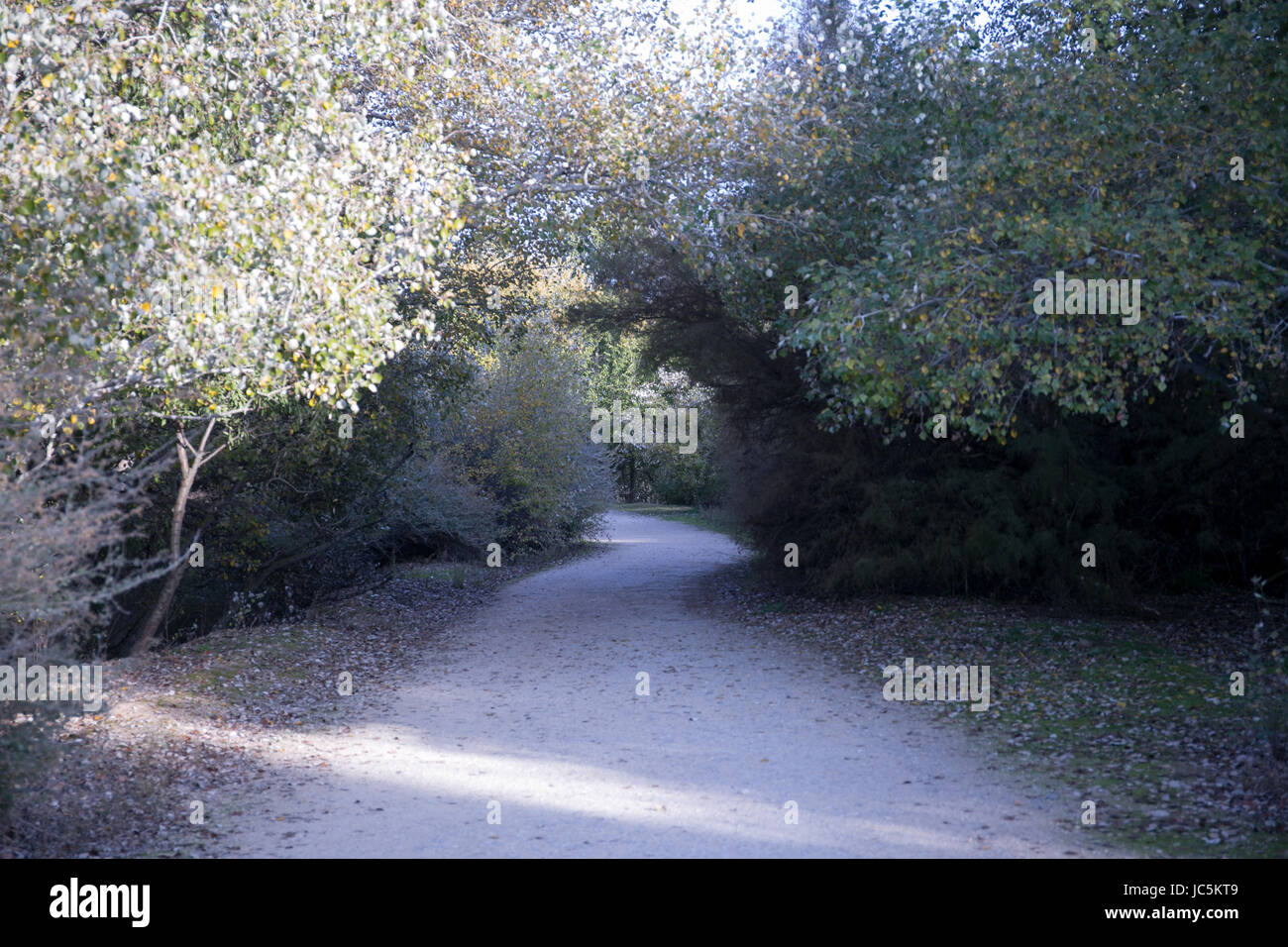 Evening view of tree forest with a path Stock Photo - Alamy