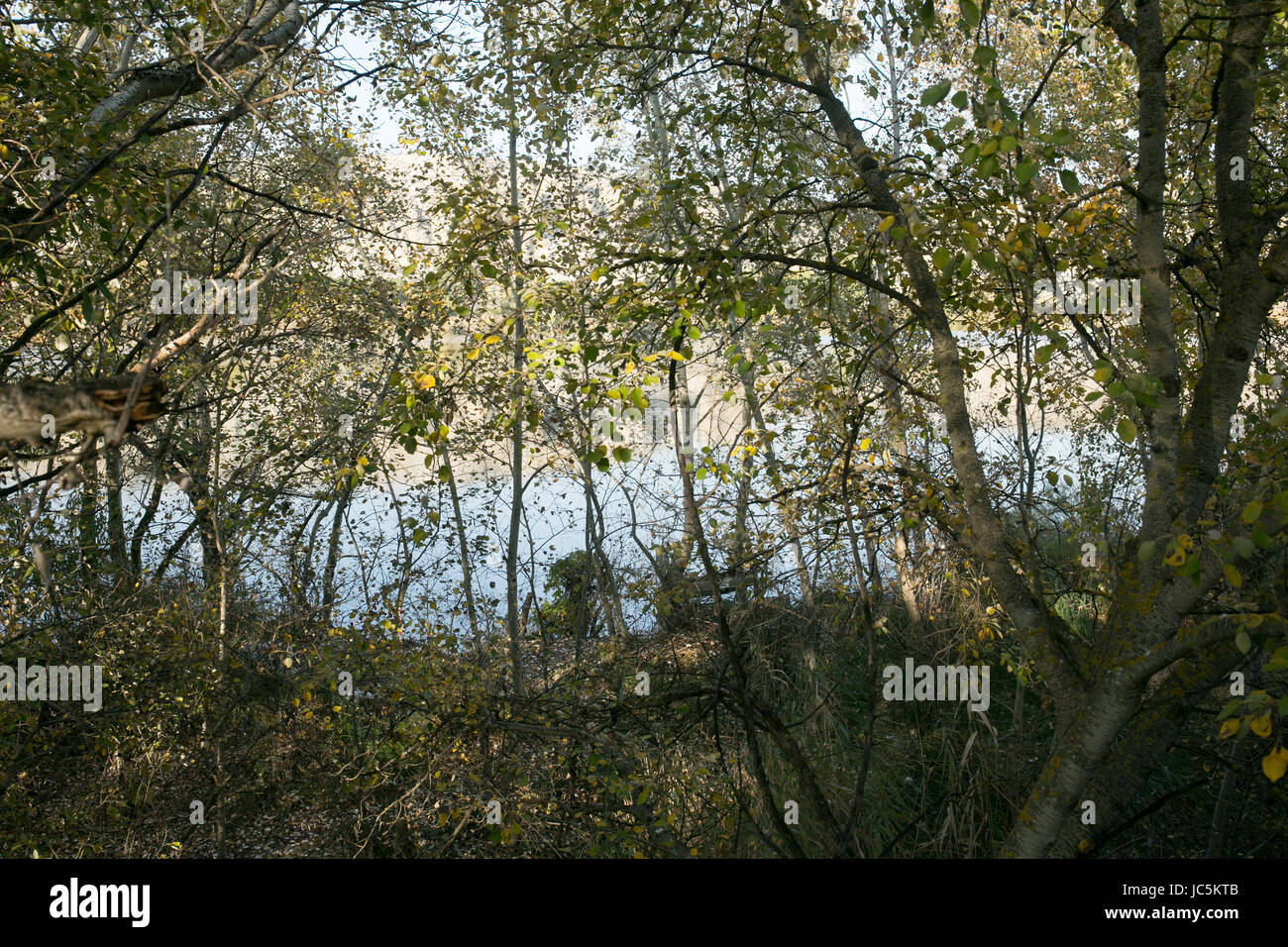 Evening view of tree forest with a path Stock Photo - Alamy