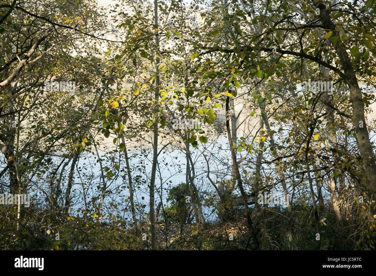 Evening view of tree forest with a path Stock Photo - Alamy