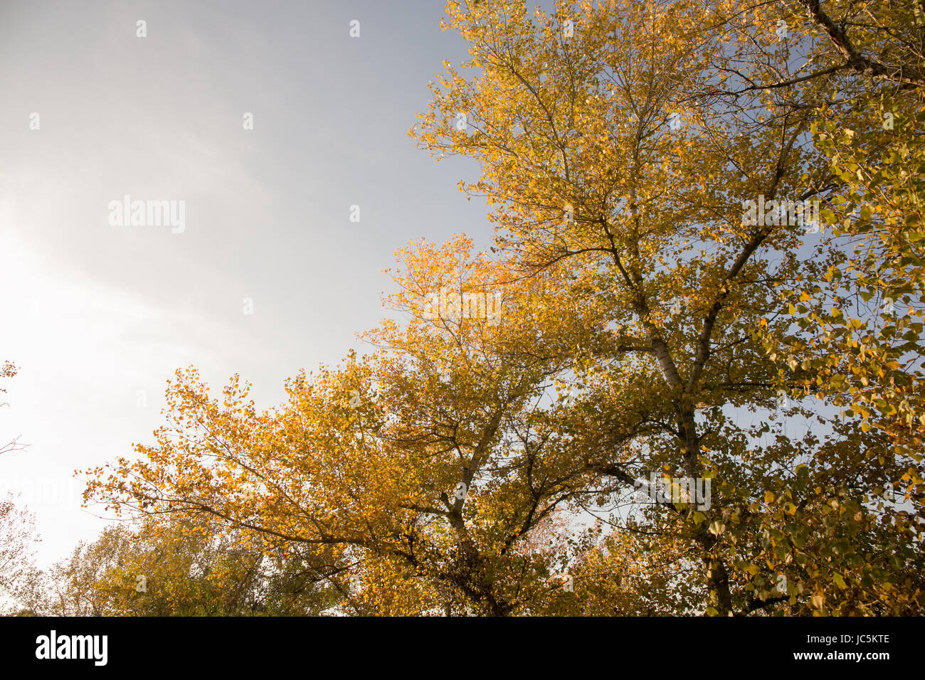 Evening view of tree forest with a path Stock Photo - Alamy