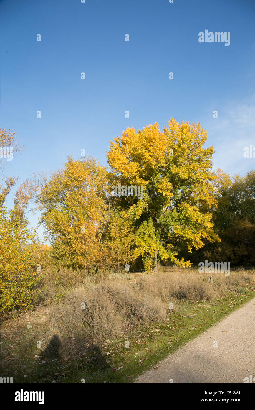 Evening view of tree forest with a path Stock Photo - Alamy