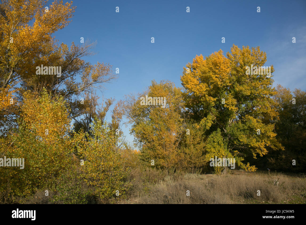 Evening view of tree forest with a path Stock Photo - Alamy