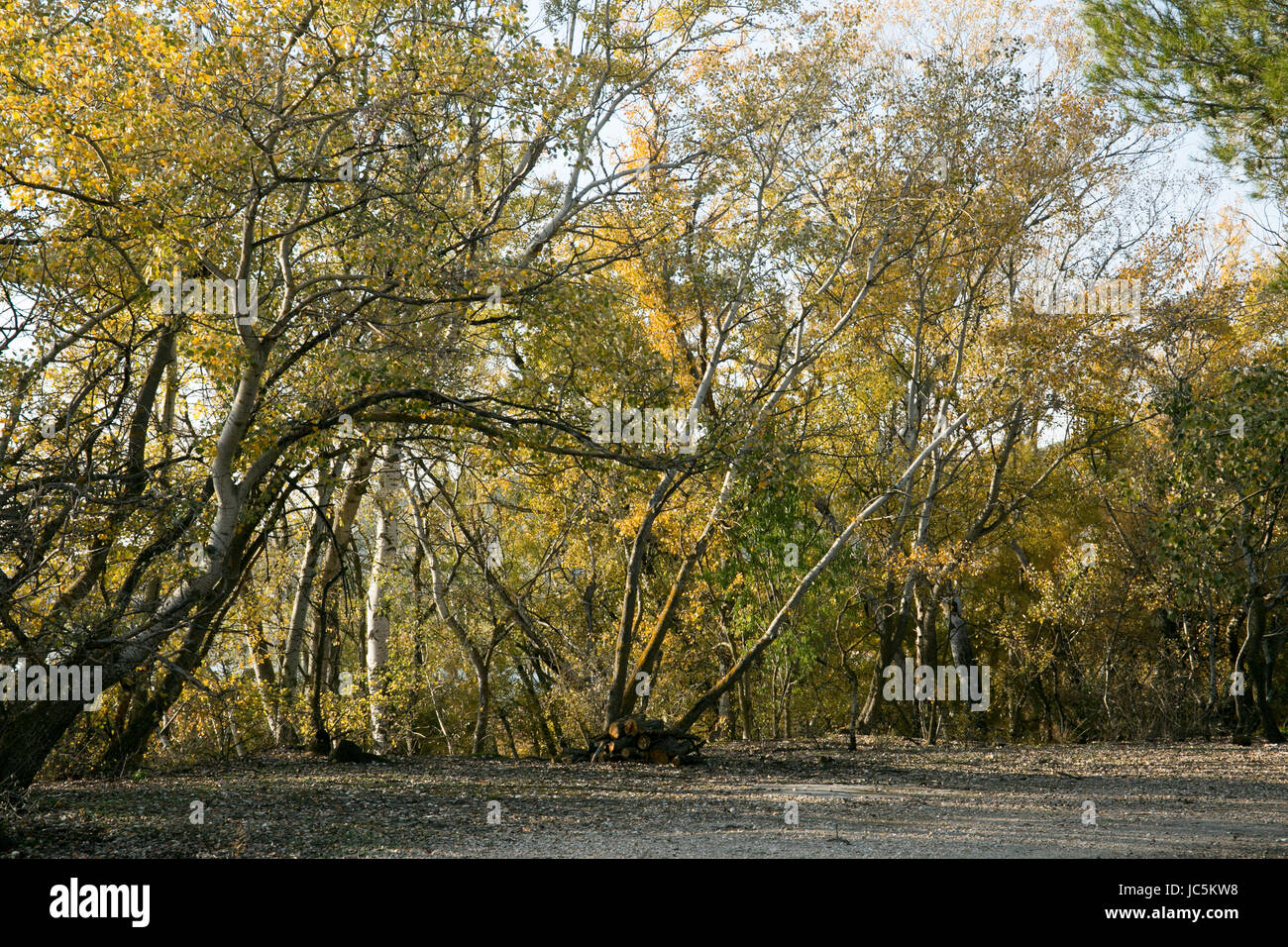 Evening view of tree forest with a path Stock Photo - Alamy