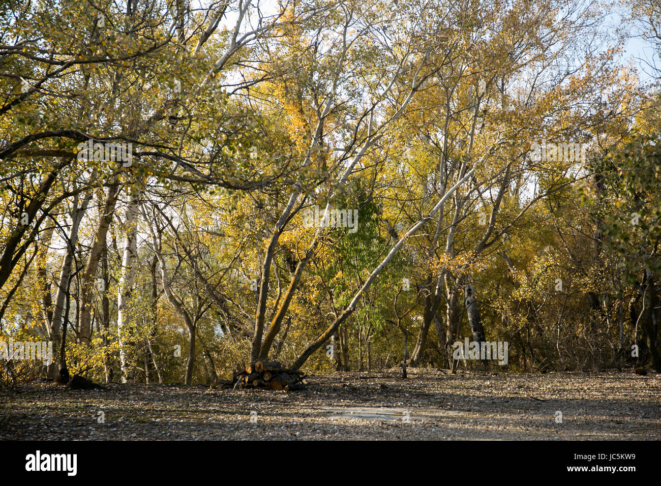 Evening view of tree forest with a path Stock Photo - Alamy