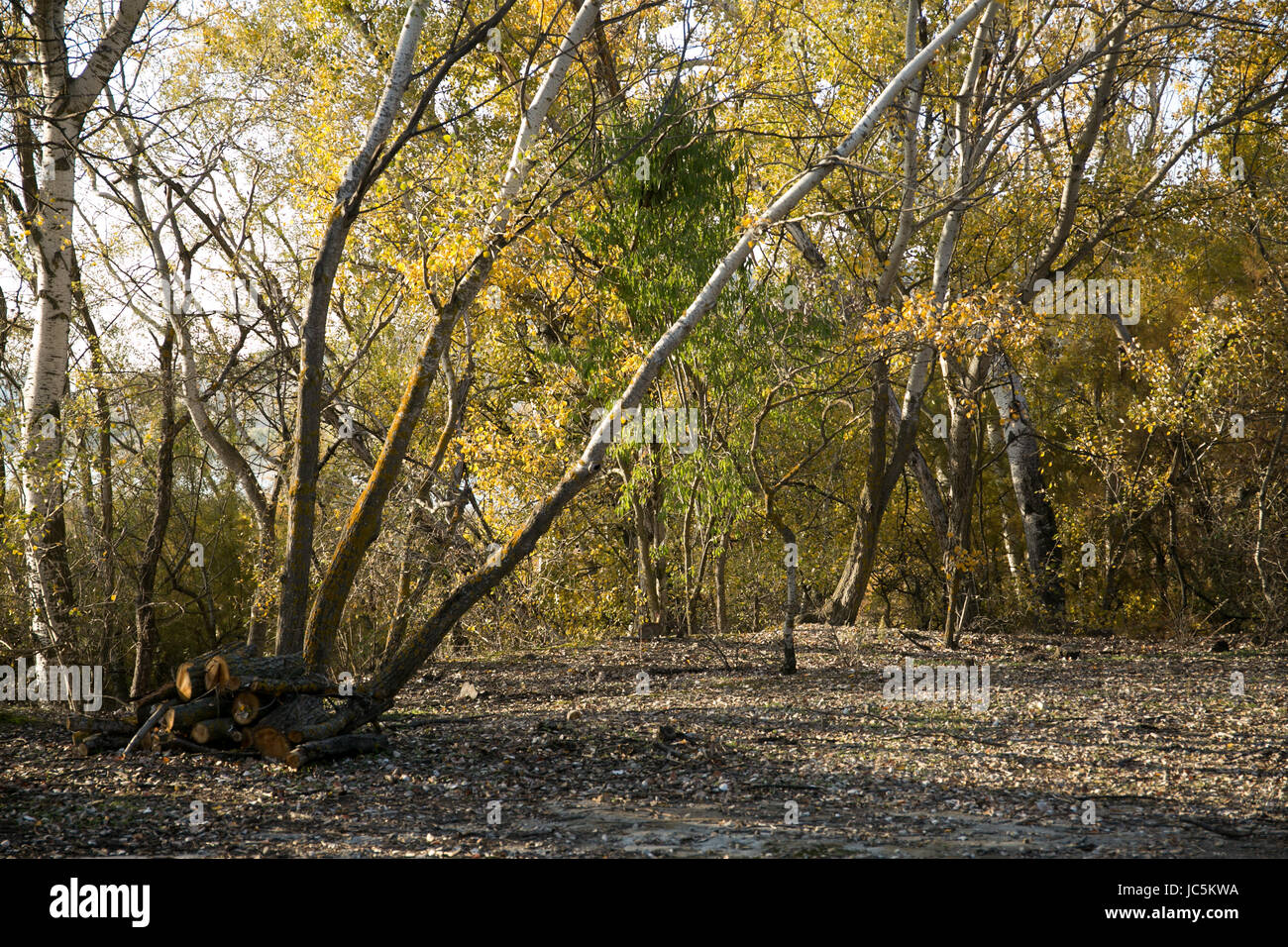 Evening view of tree forest with a path Stock Photo - Alamy