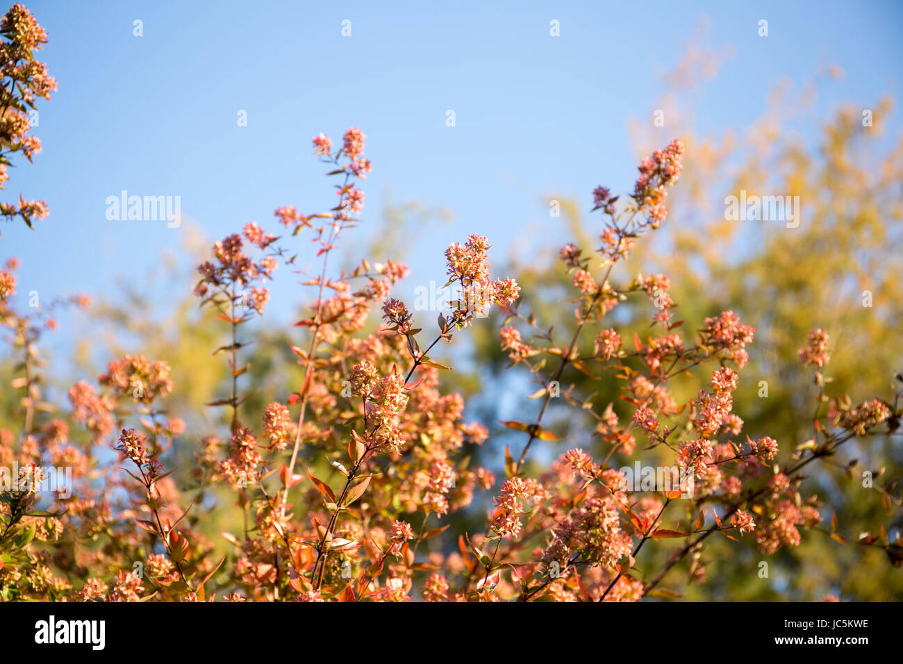 Evening view of tree forest with a path Stock Photo - Alamy