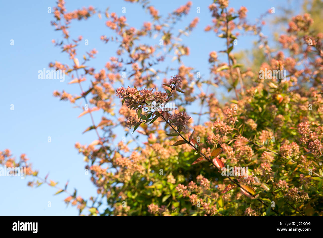 Evening view of tree forest with a path Stock Photo - Alamy
