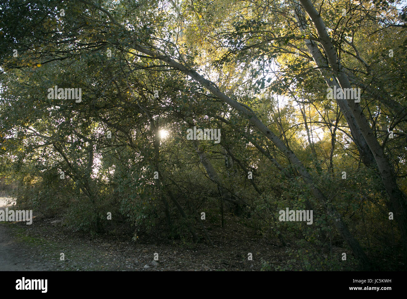 Evening view of tree forest with a path Stock Photo - Alamy
