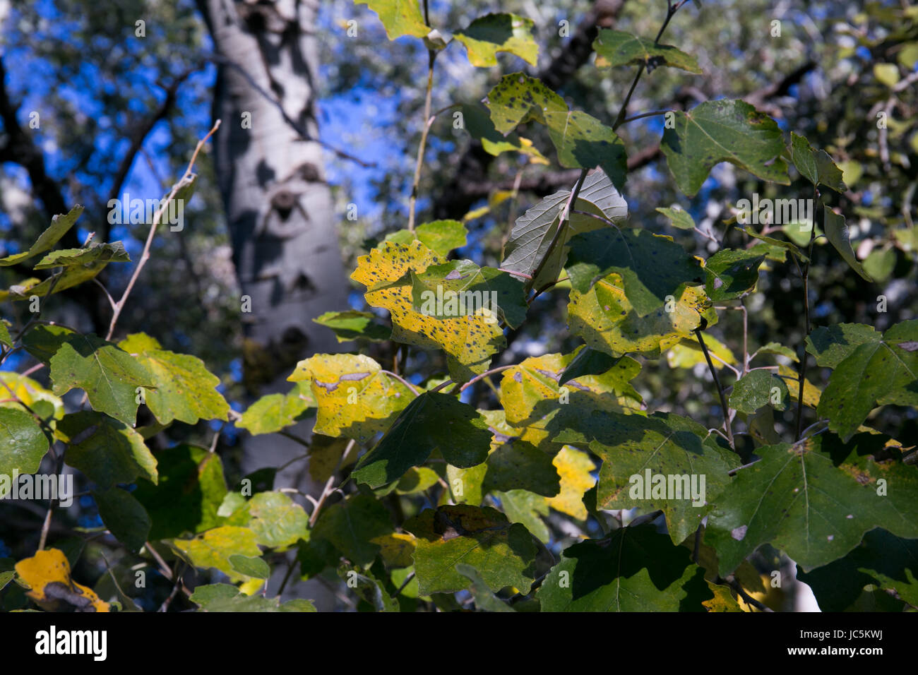Evening view of tree forest with a path Stock Photo - Alamy