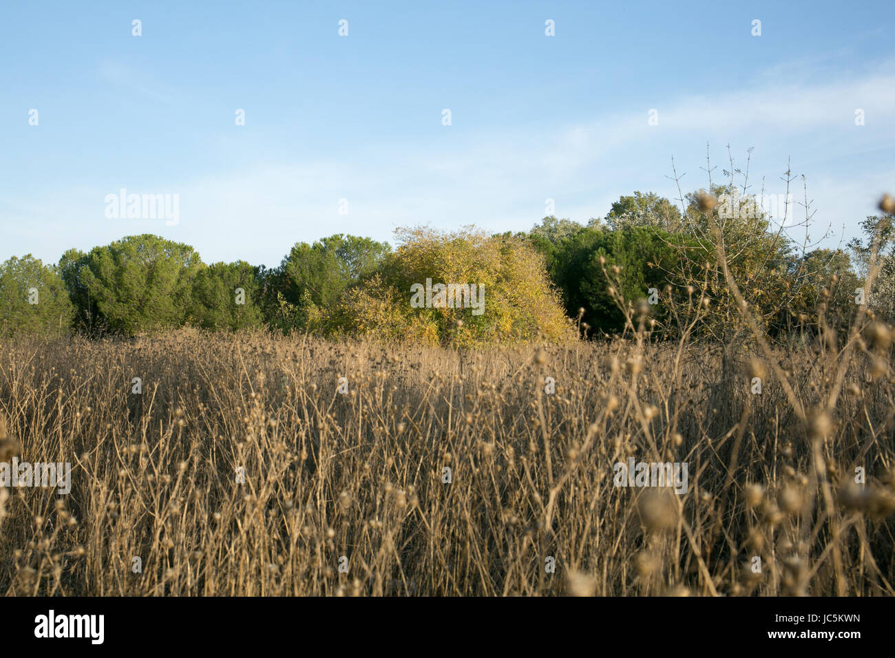 Evening view of tree forest with a path Stock Photo - Alamy
