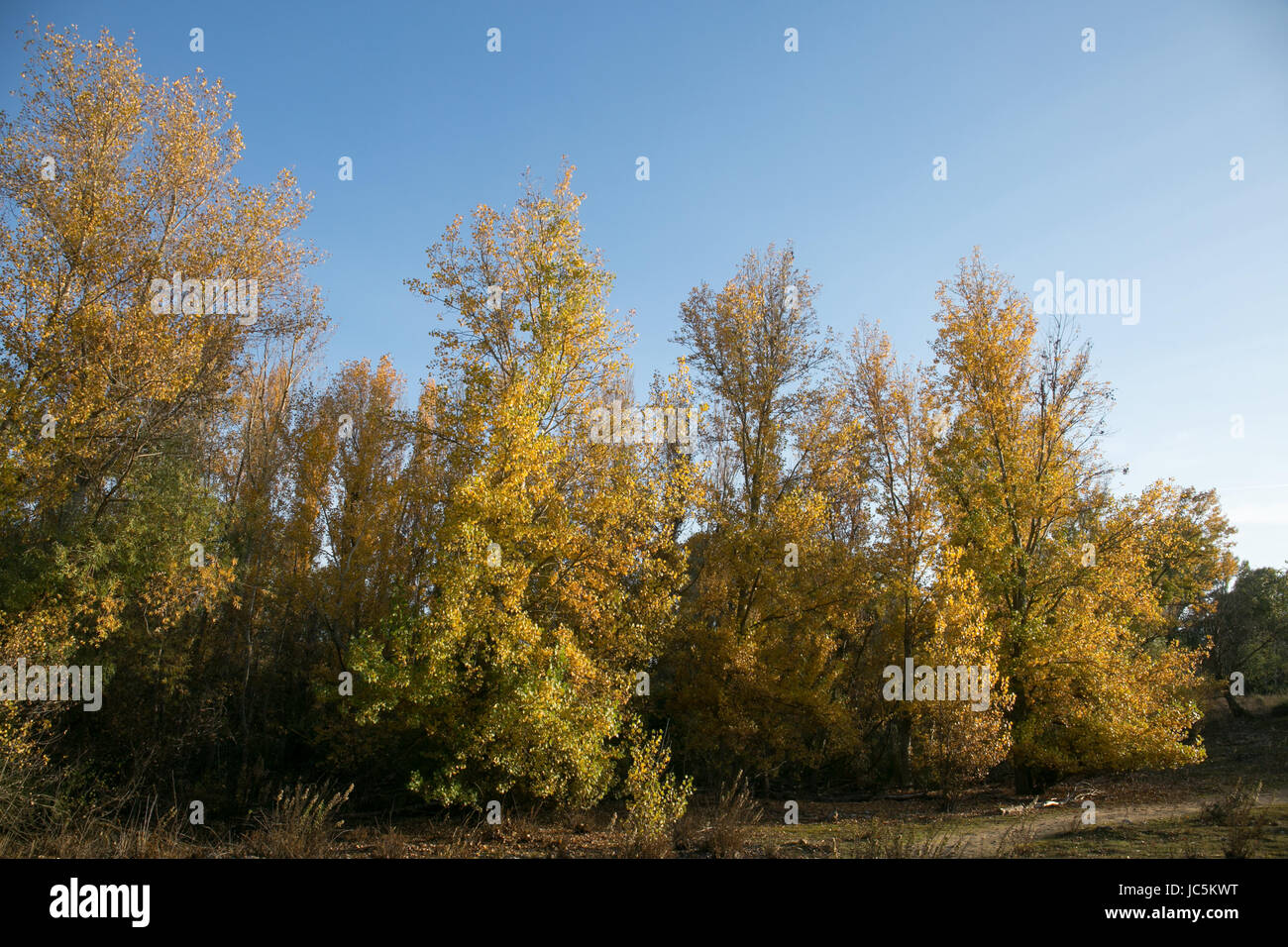 Evening view of tree forest with a path Stock Photo - Alamy