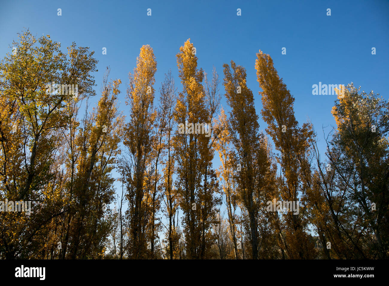 Evening view of tree forest with a path Stock Photo - Alamy