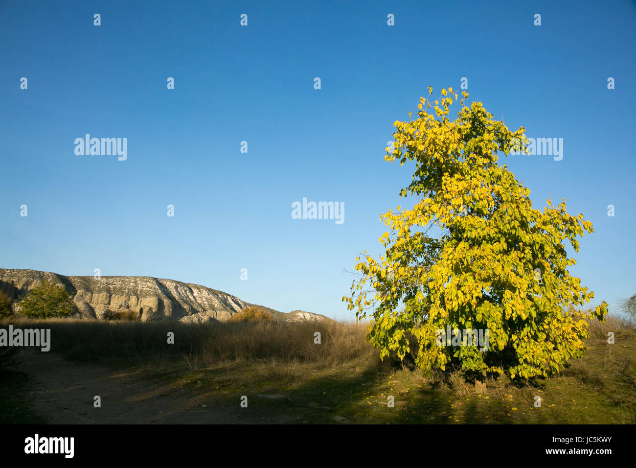 Evening view of tree forest with a path Stock Photo - Alamy
