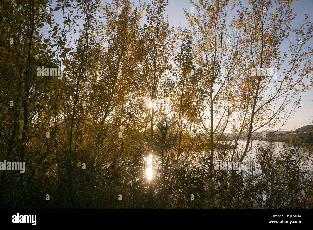 Evening view of tree forest with a path Stock Photo - Alamy