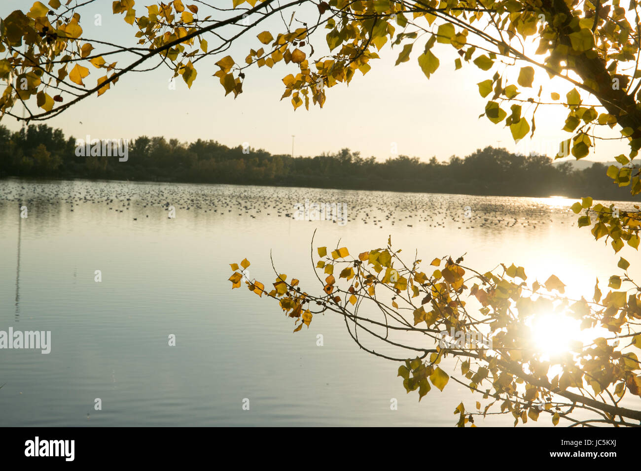 view of sunset with trees and water reflection in a lake Stock Photo ...