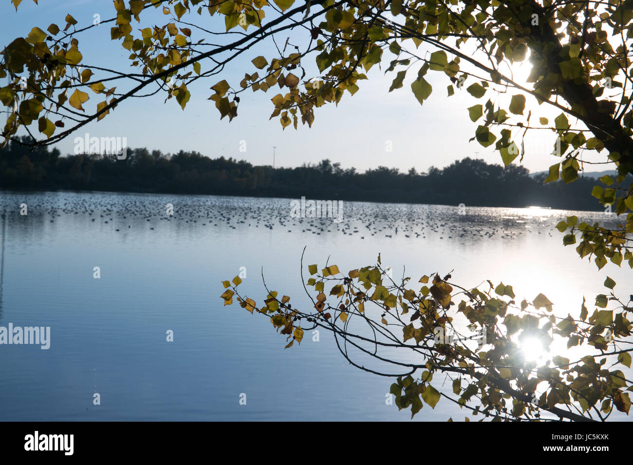 view of sunset with trees and water reflection in a lake Stock Photo ...