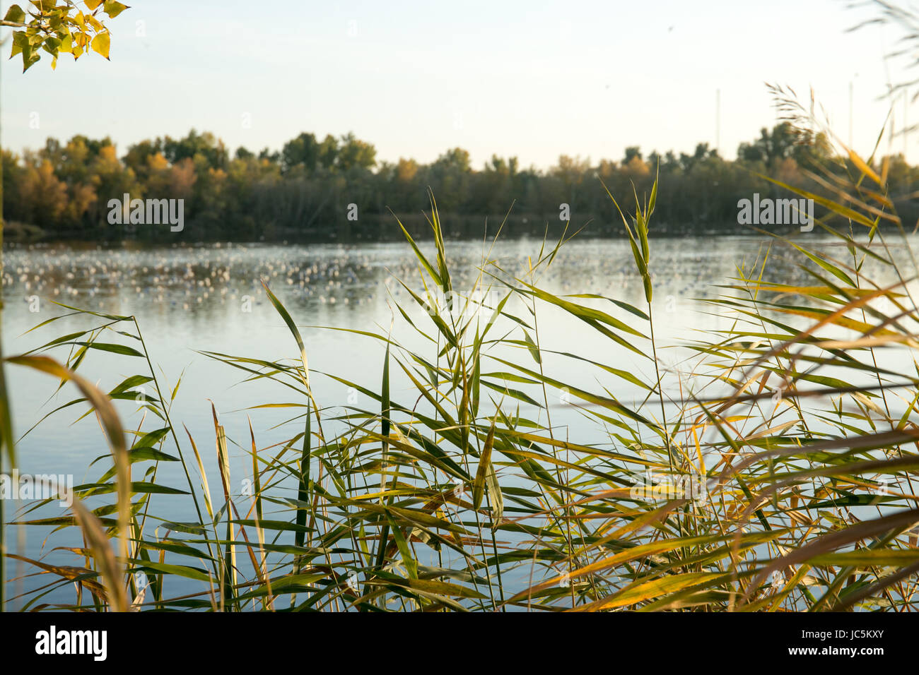 view of sunset with trees and water reflection in a lake Stock Photo ...