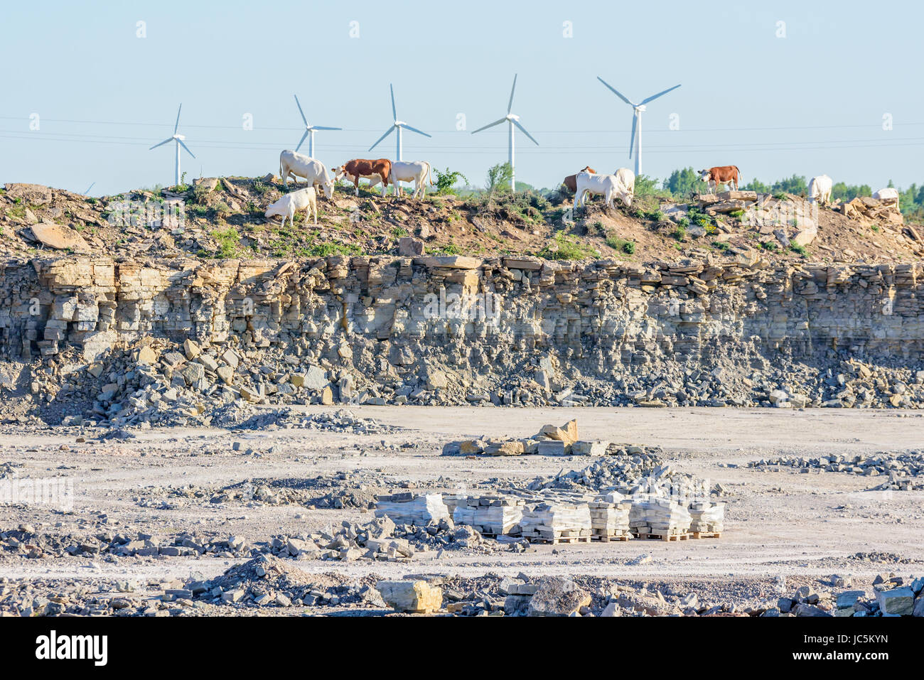 Group of dairy cattle or milk cows on the cliff side of a limestone ...